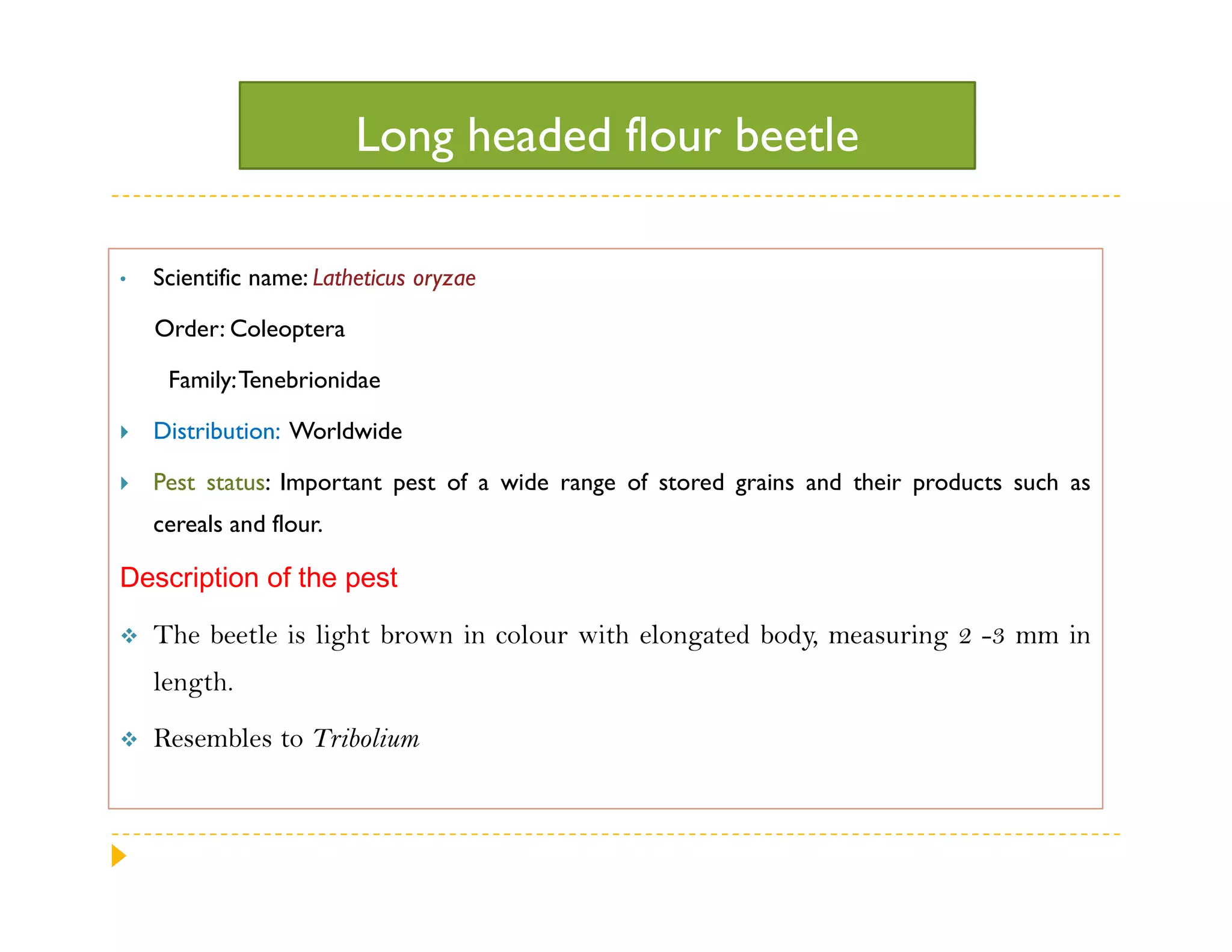 Storage Grain Pests : Secondary storage Pests | PDF