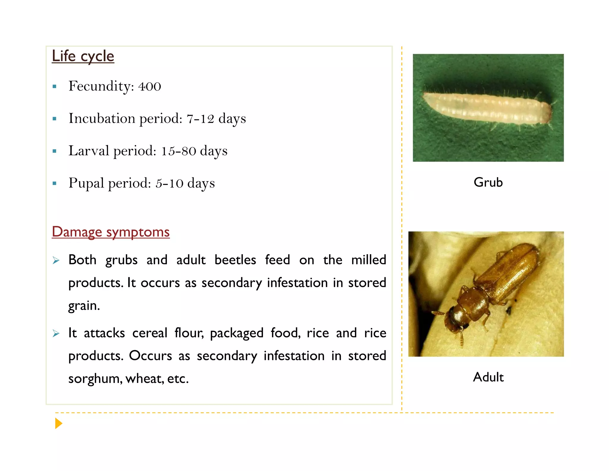 Storage Grain Pests : Secondary storage Pests | PDF
