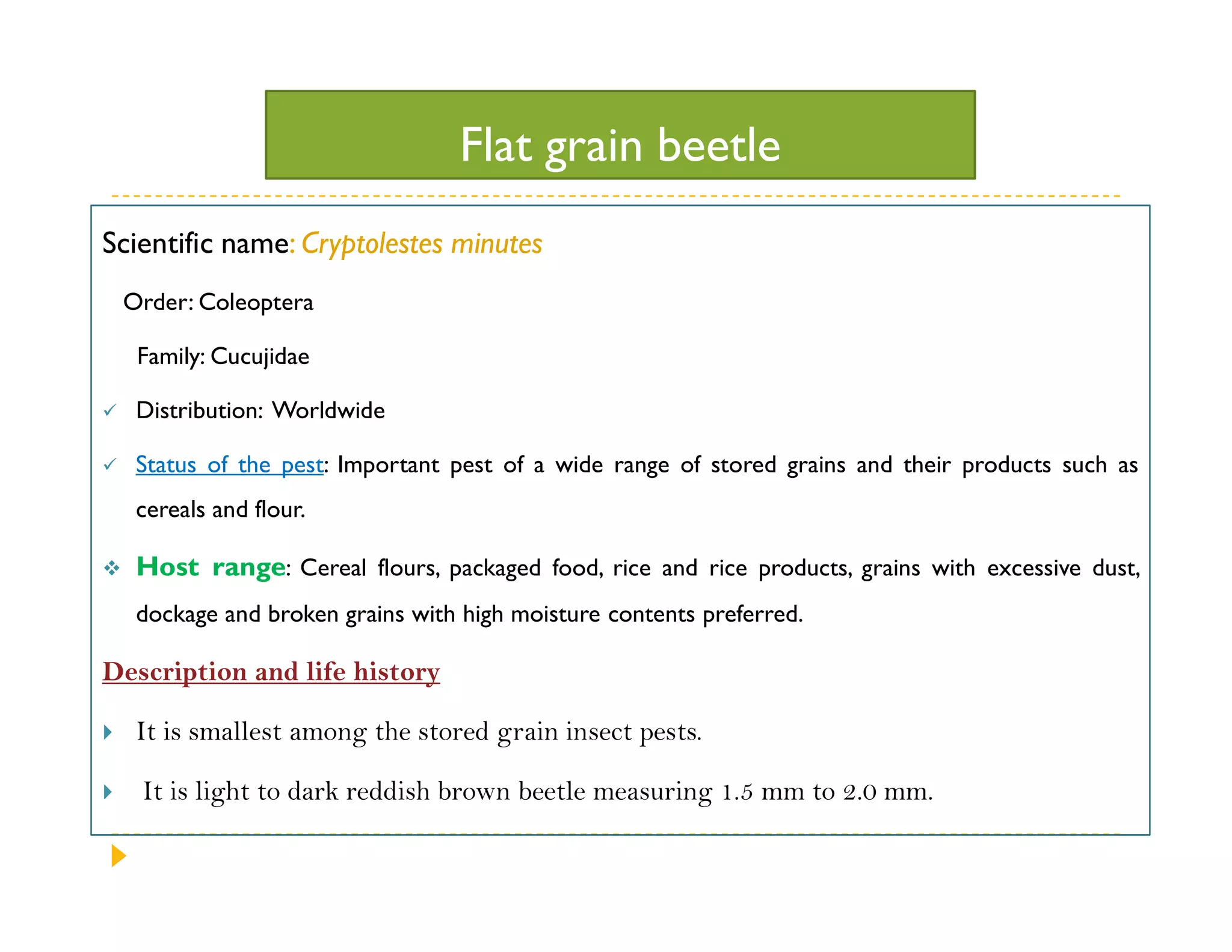 Storage Grain Pests : Secondary storage Pests | PDF