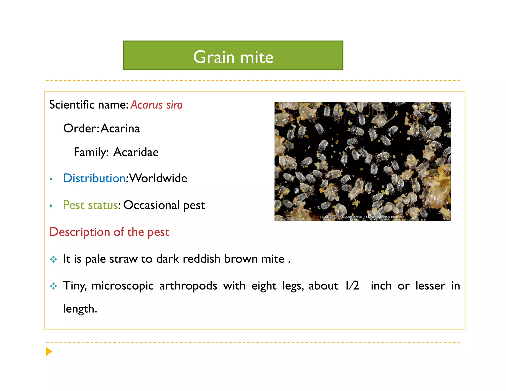 Storage Grain Pests : Secondary storage Pests | PDF