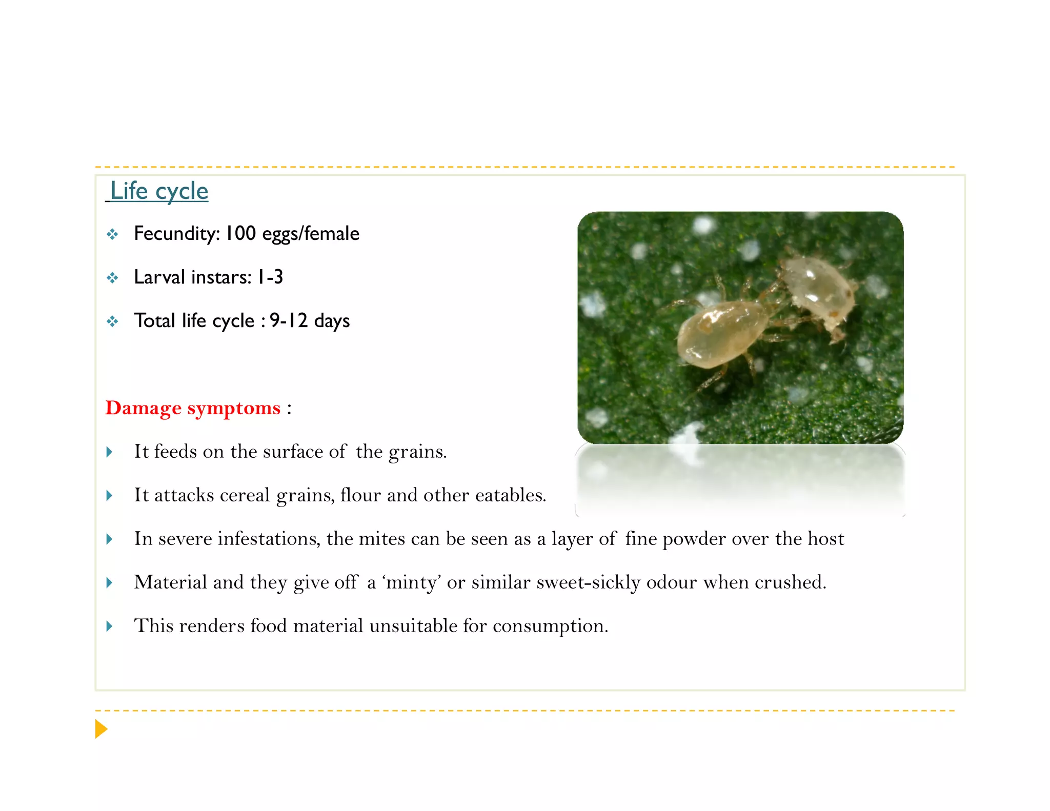 Storage Grain Pests : Secondary storage Pests | PDF