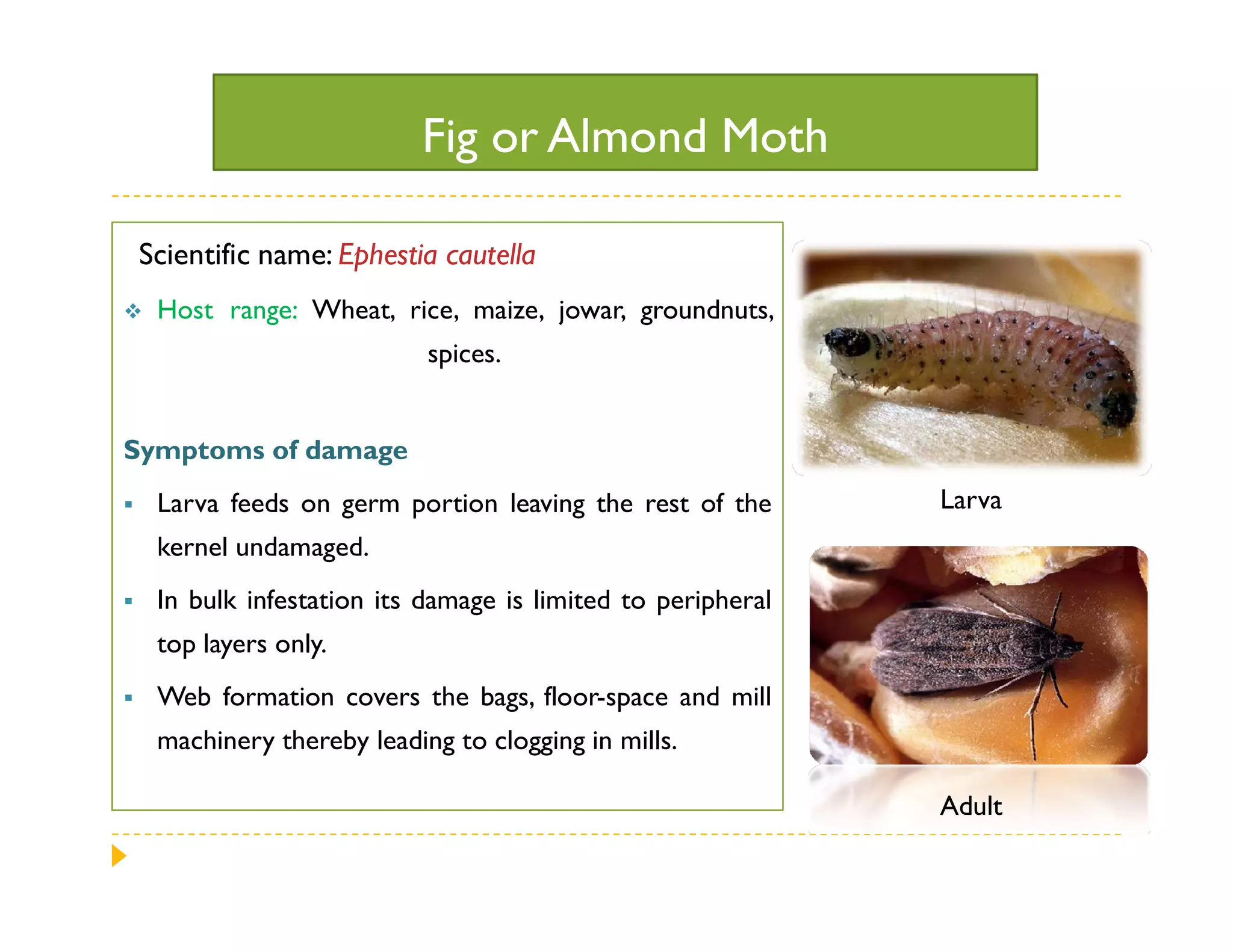 Storage Grain Pests : Secondary storage Pests | PDF