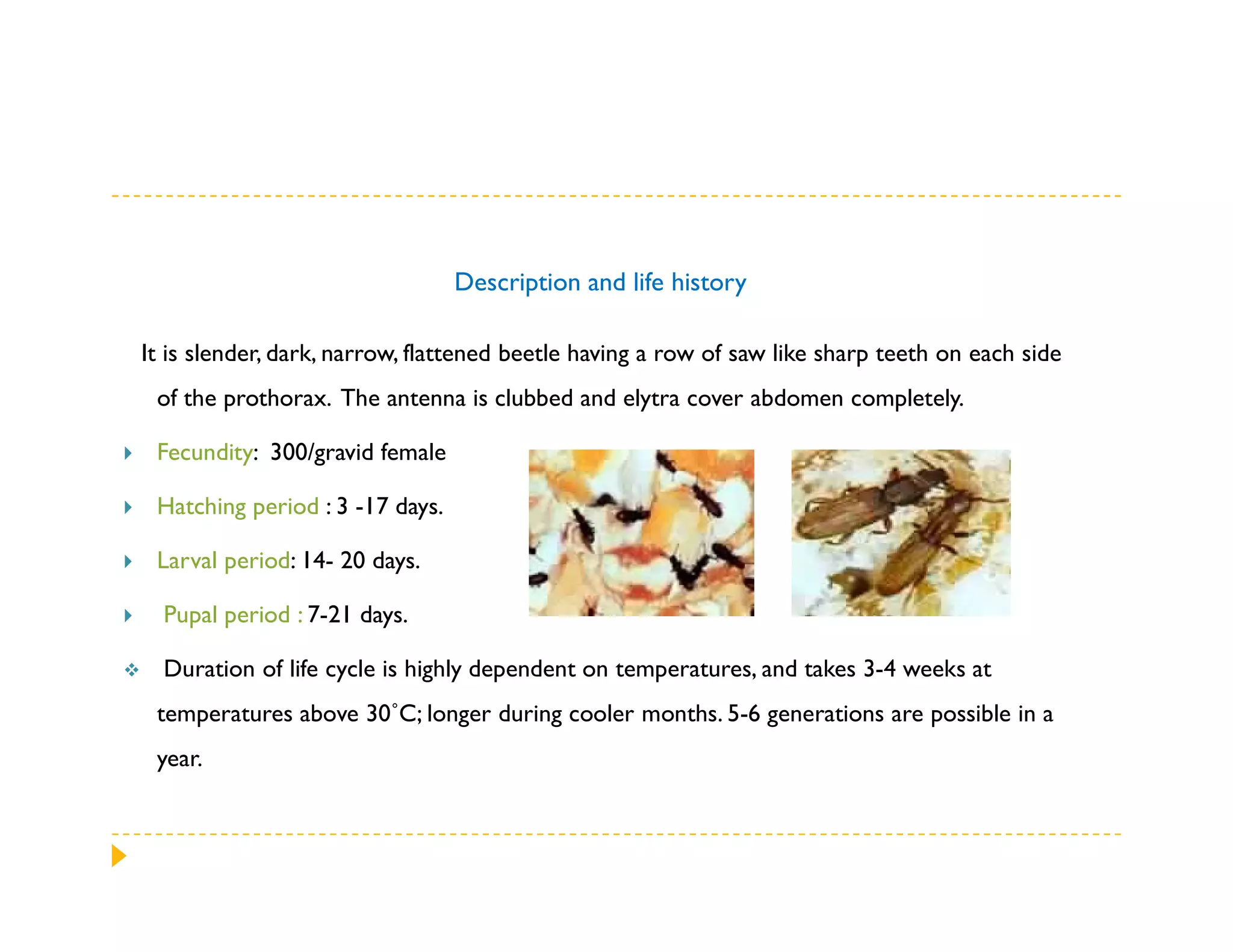 Storage Grain Pests : Secondary storage Pests | PDF