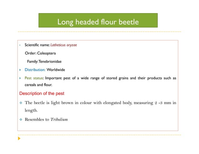 Storage Grain Pests : Secondary storage Pests | PDF