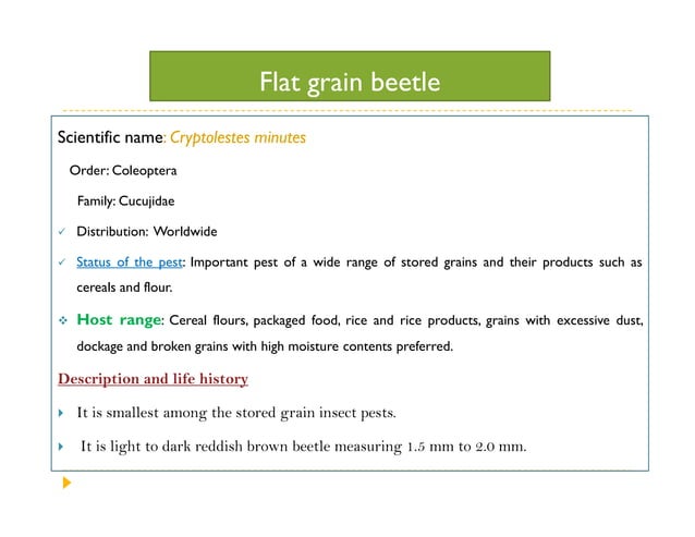 Storage Grain Pests : Secondary storage Pests | PDF