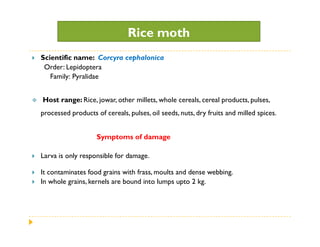 Storage Grain Pests : Secondary storage Pests | PDF
