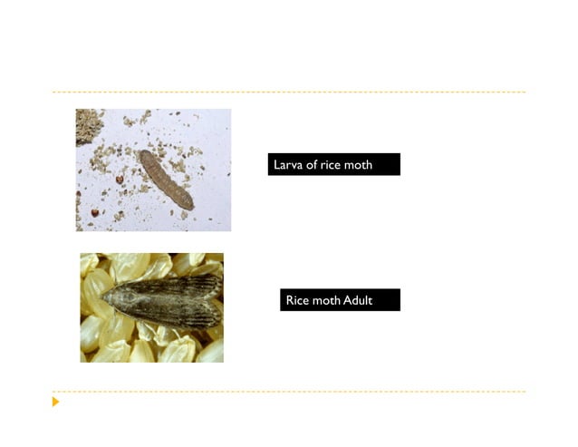 Storage Grain Pests : Secondary storage Pests | PDF