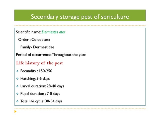 Storage Grain Pests : Secondary storage Pests | PDF