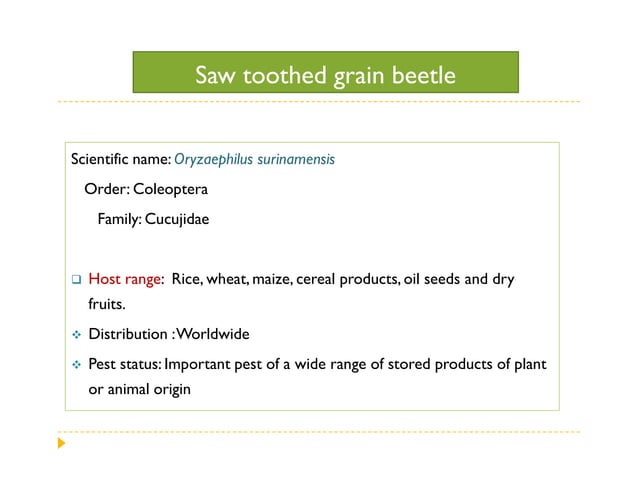 Storage Grain Pests : Secondary storage Pests | PDF