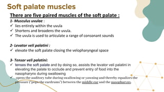 Cleft lip and palate and prosthesis neonates | PPT