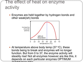 Section 1.2 enzymes | PPT