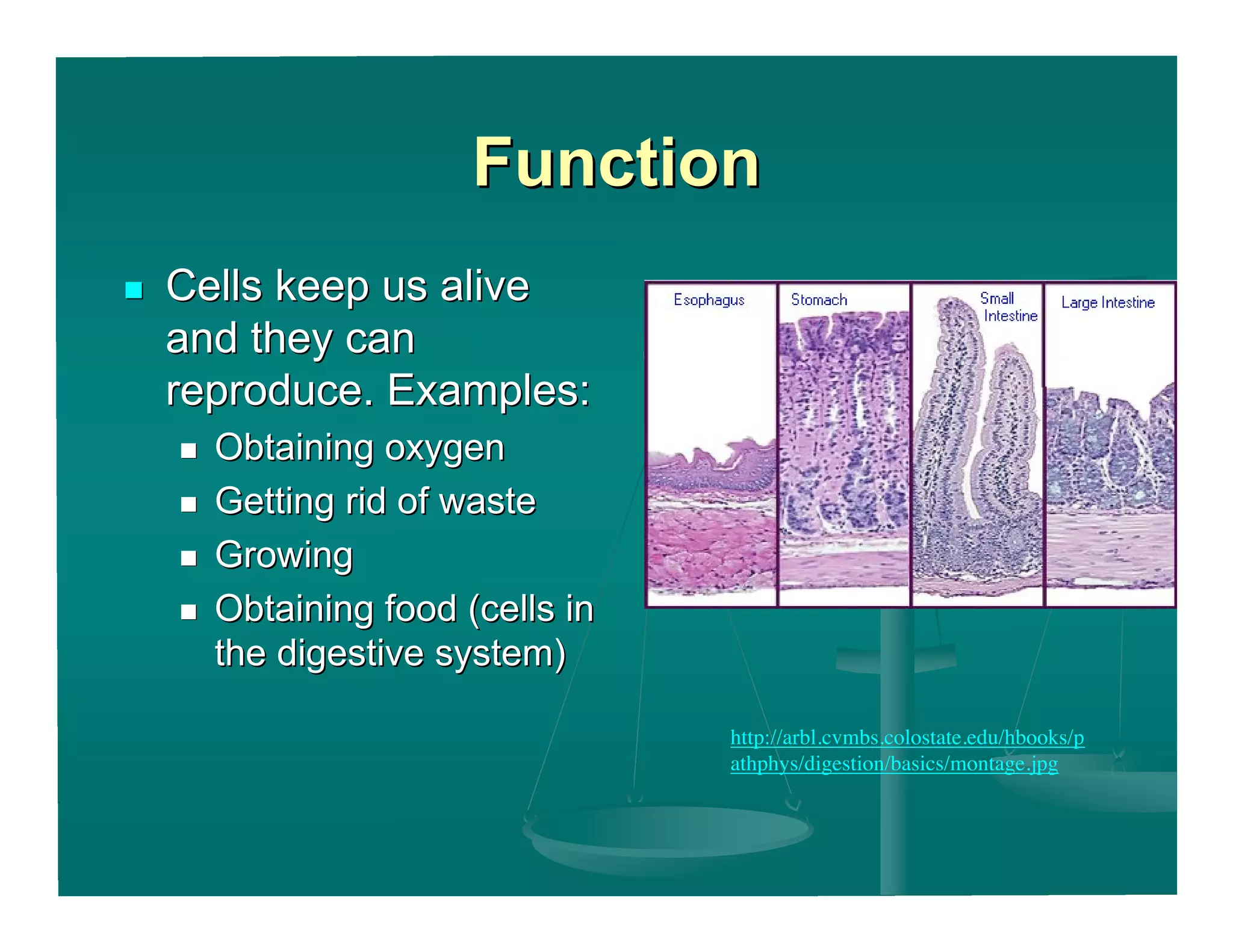 Section 1 cells | PDF
