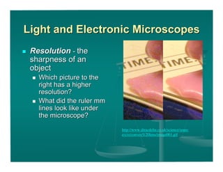 Section 1 cells | PDF