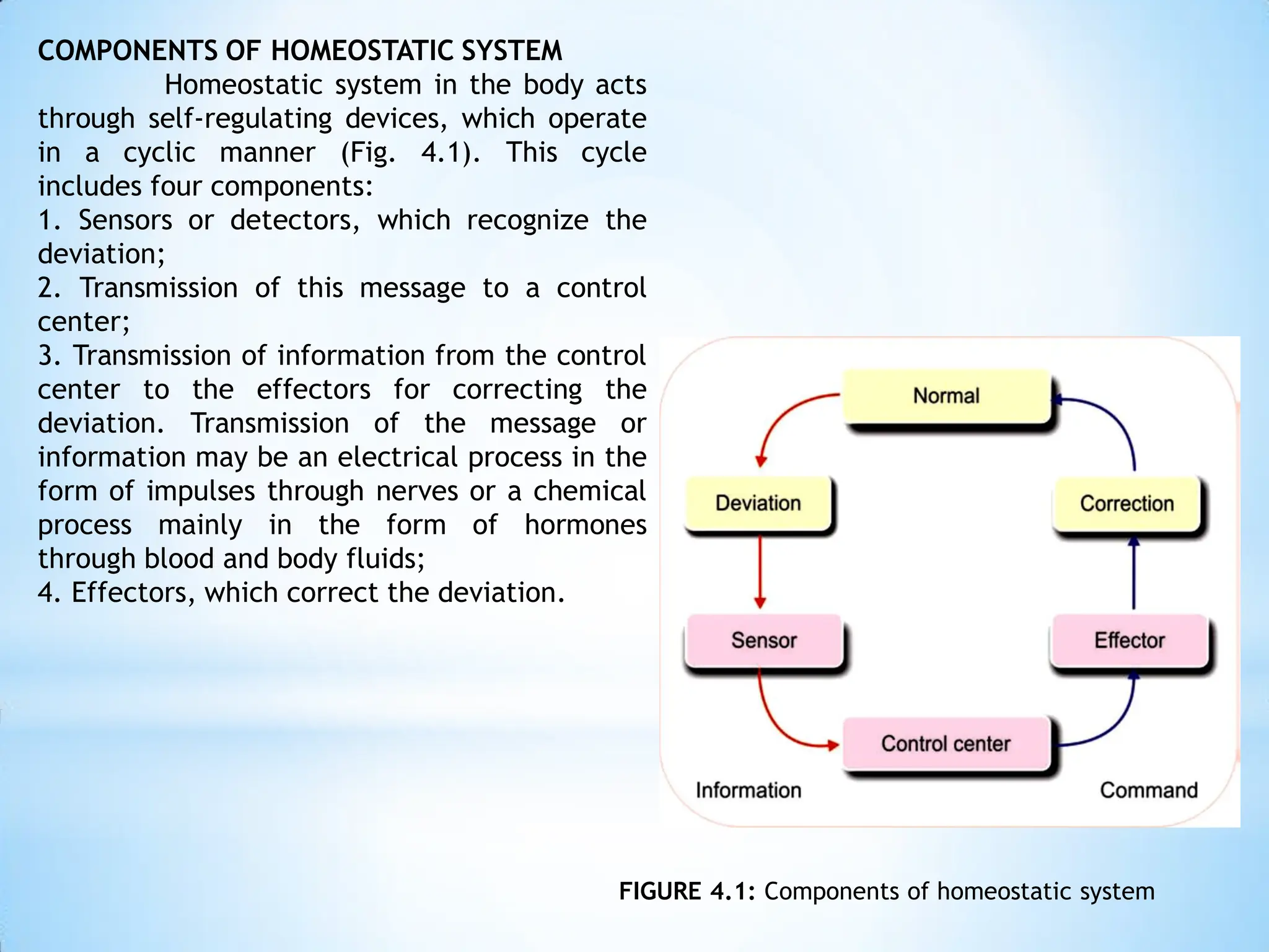 Section 1 Chapter 2 - Cell Junction, Membrane Transport, Homeostasis.pdf