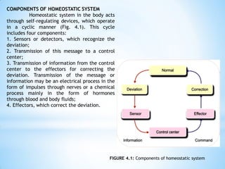 Section 1 Chapter 2 - Cell Junction, Membrane Transport, Homeostasis.pdf