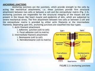 Section 1 Chapter 2 - Cell Junction, Membrane Transport, Homeostasis.pdf