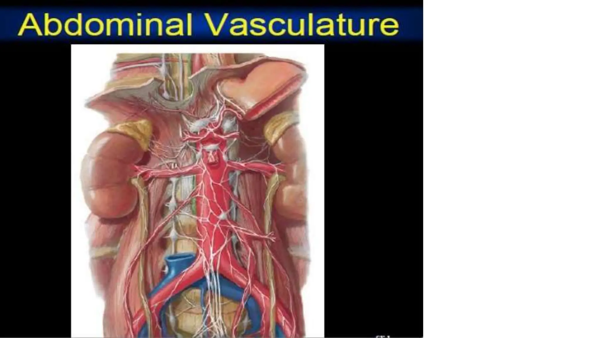 Section 1 CT Abdomen and Pelvis by doctor Aya Ali Taha | PPTX
