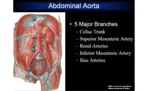 Section 1 CT Abdomen and Pelvis by doctor Aya Ali Taha | PPTX