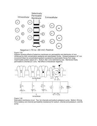 Section 1 nerve physiology | PDF