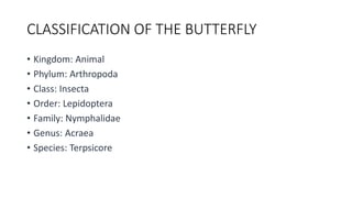 SECTION 2 - TAWNY COSTER (NAME OF THE BUTTERFLY ) (1) .pdf ...