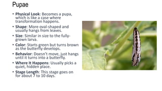 SECTION 2 - TAWNY COSTER (NAME OF THE BUTTERFLY ) (1) .pdf