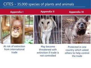 Section 2 - Wildlife Trafficking in Aviation.pptx