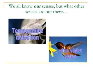 Section 2 Senses And Perception | PPT