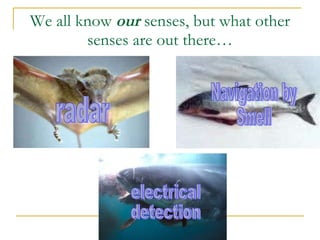 Section 2 Senses And Perception | PPT
