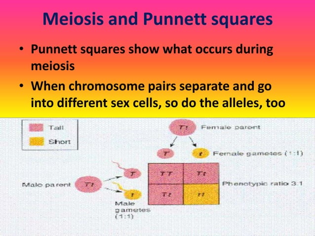 Section 3 the cell and inheritance | PPT