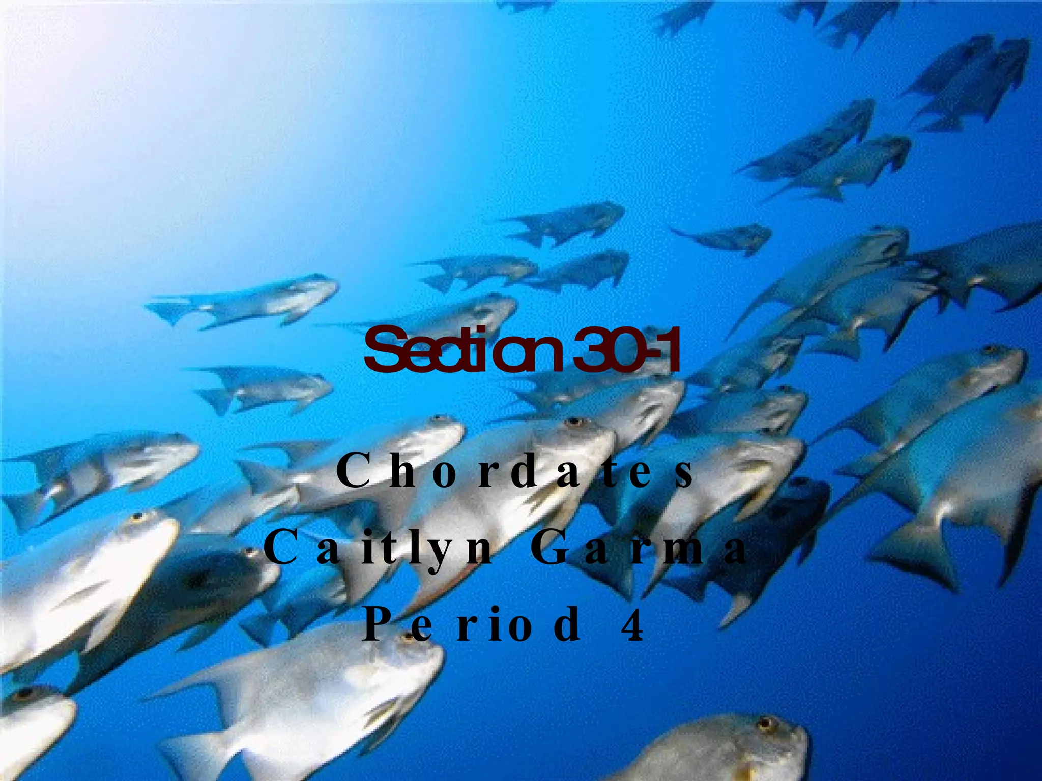 chordate | PPT