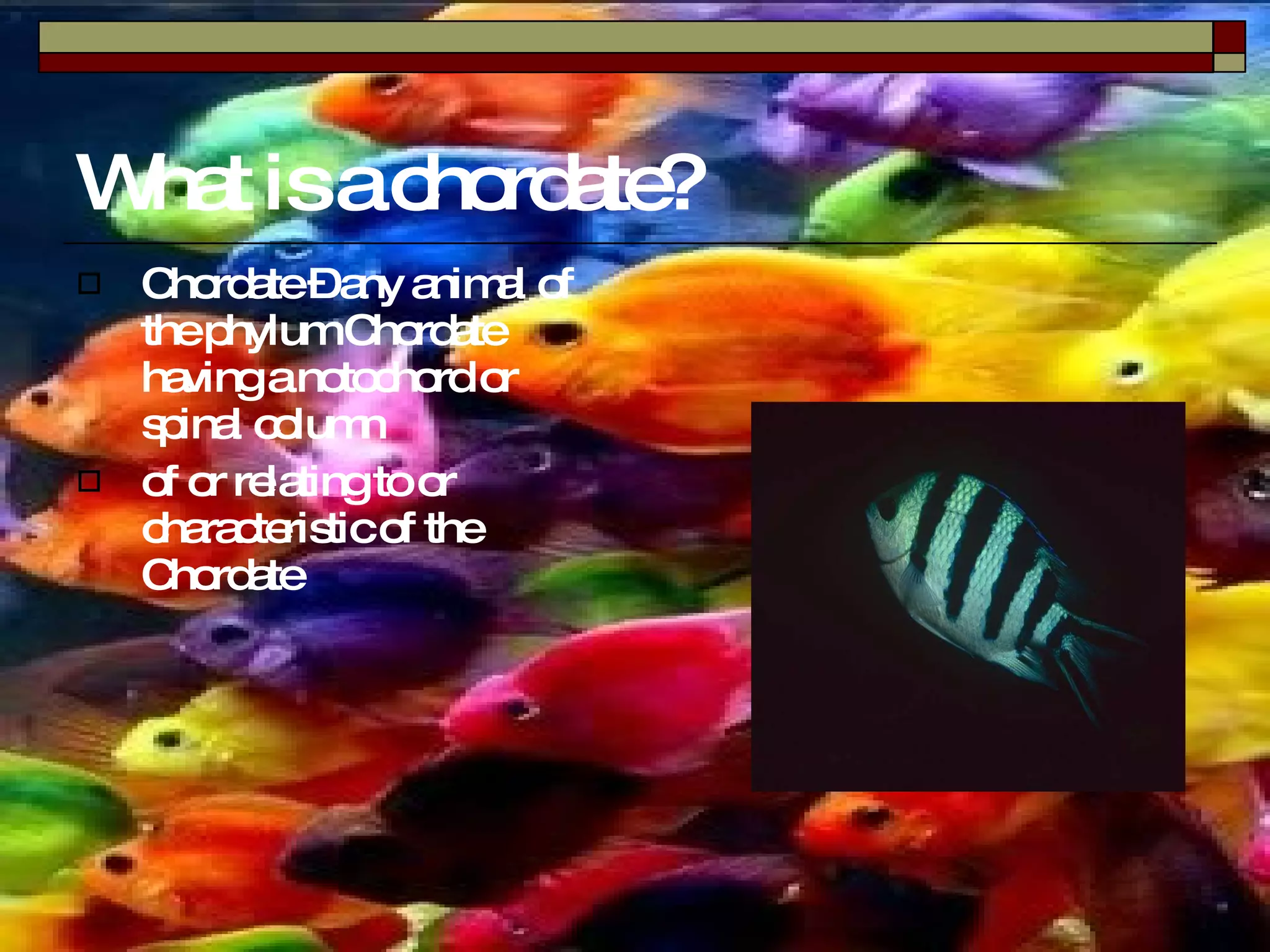chordate | PPT