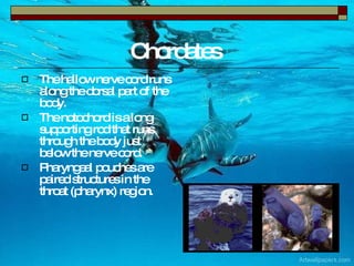 chordate | PPT