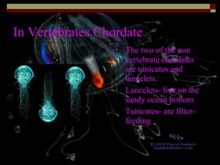 chordate | PPT