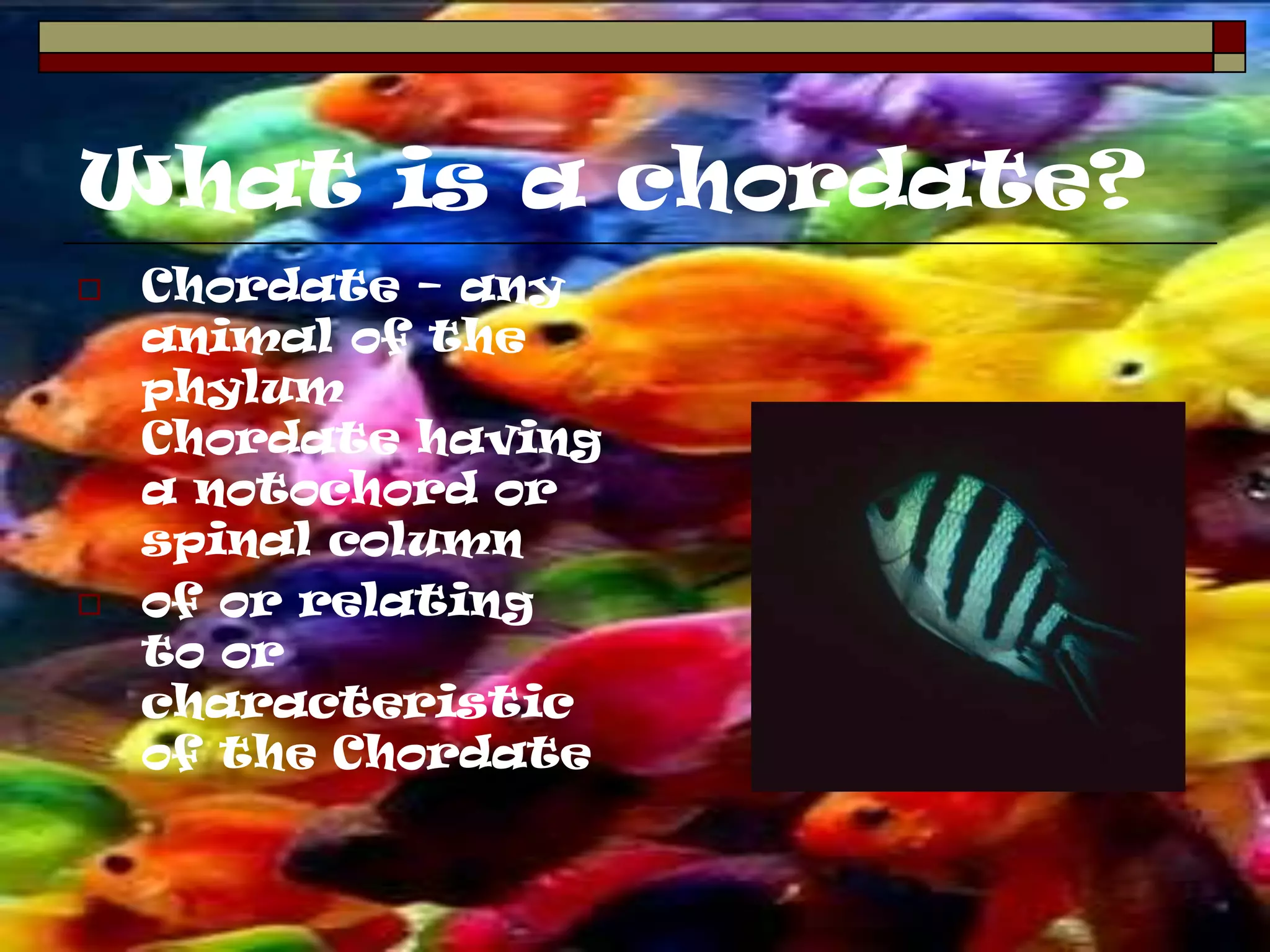 chordate | PPT