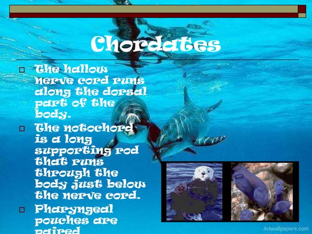 chordate | PPT
