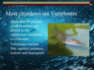 chordate | PPT