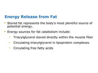 Section+3+bioenergetics (1) | PPT