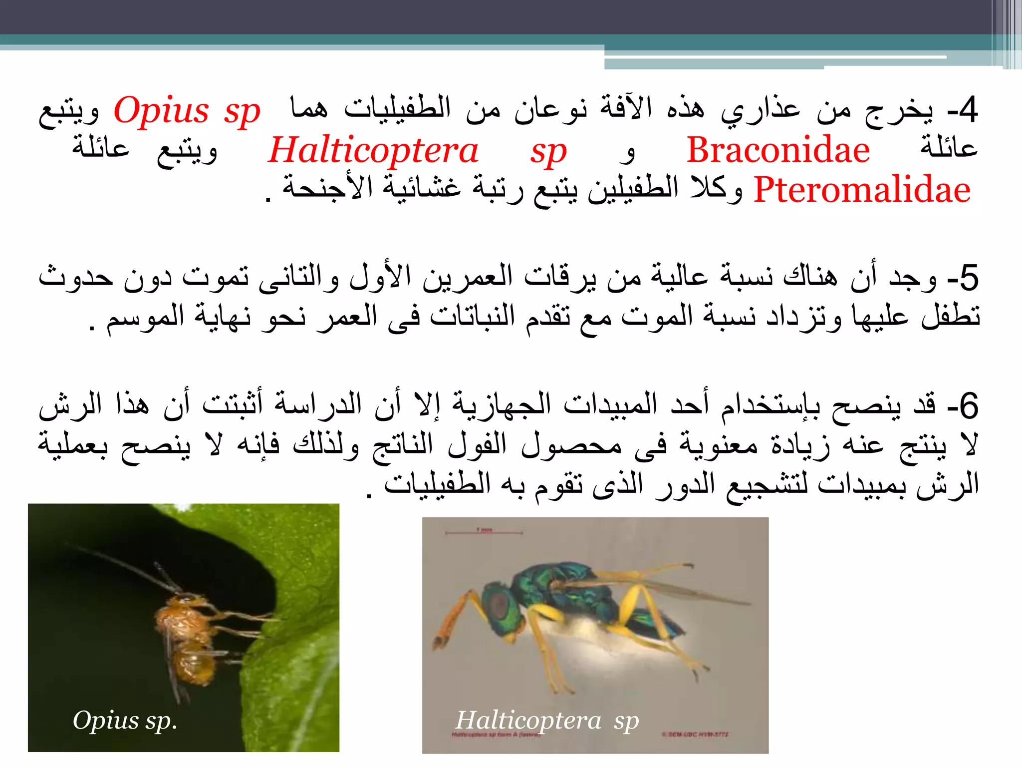 حشرات إقتصادية | PPTX