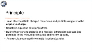 Gel electrophoresis technique in molecular biology | PDF
