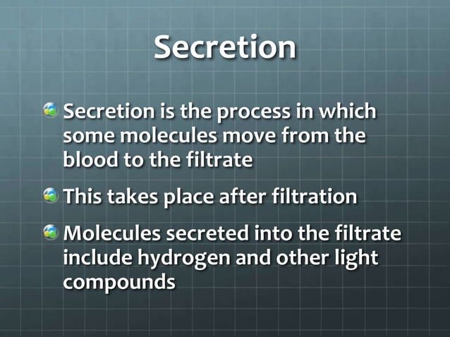 Excretory System Function | PPTX