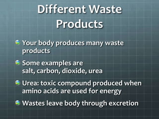 Excretory System Function | PPTX