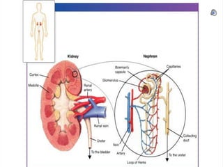 Excretory System Function | PPTX