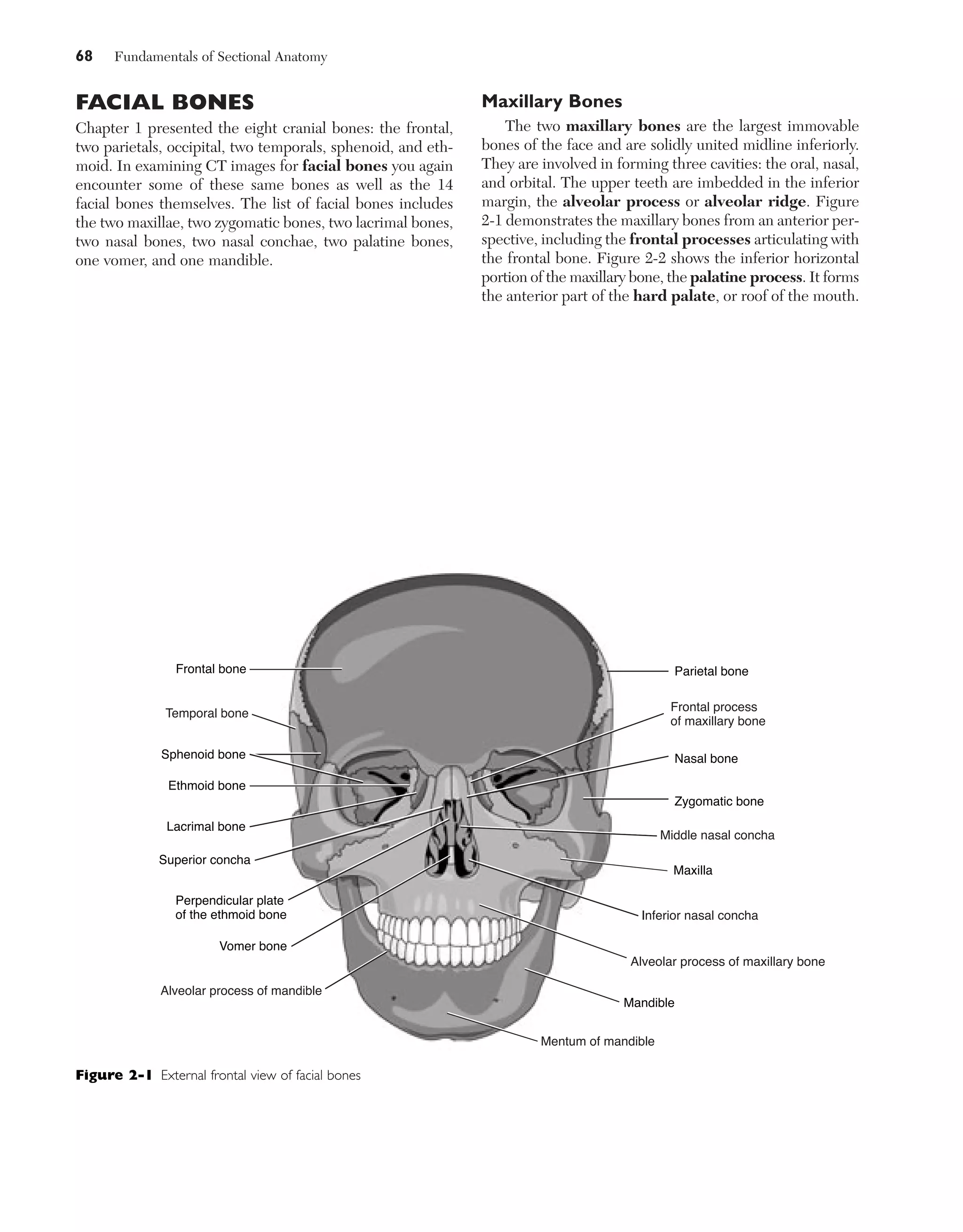Sectional anatomy | PDF