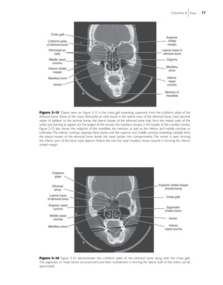 Sectional anatomy | PDF