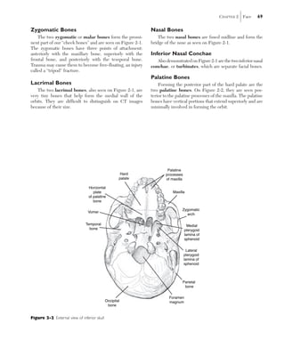 Sectional anatomy | PDF