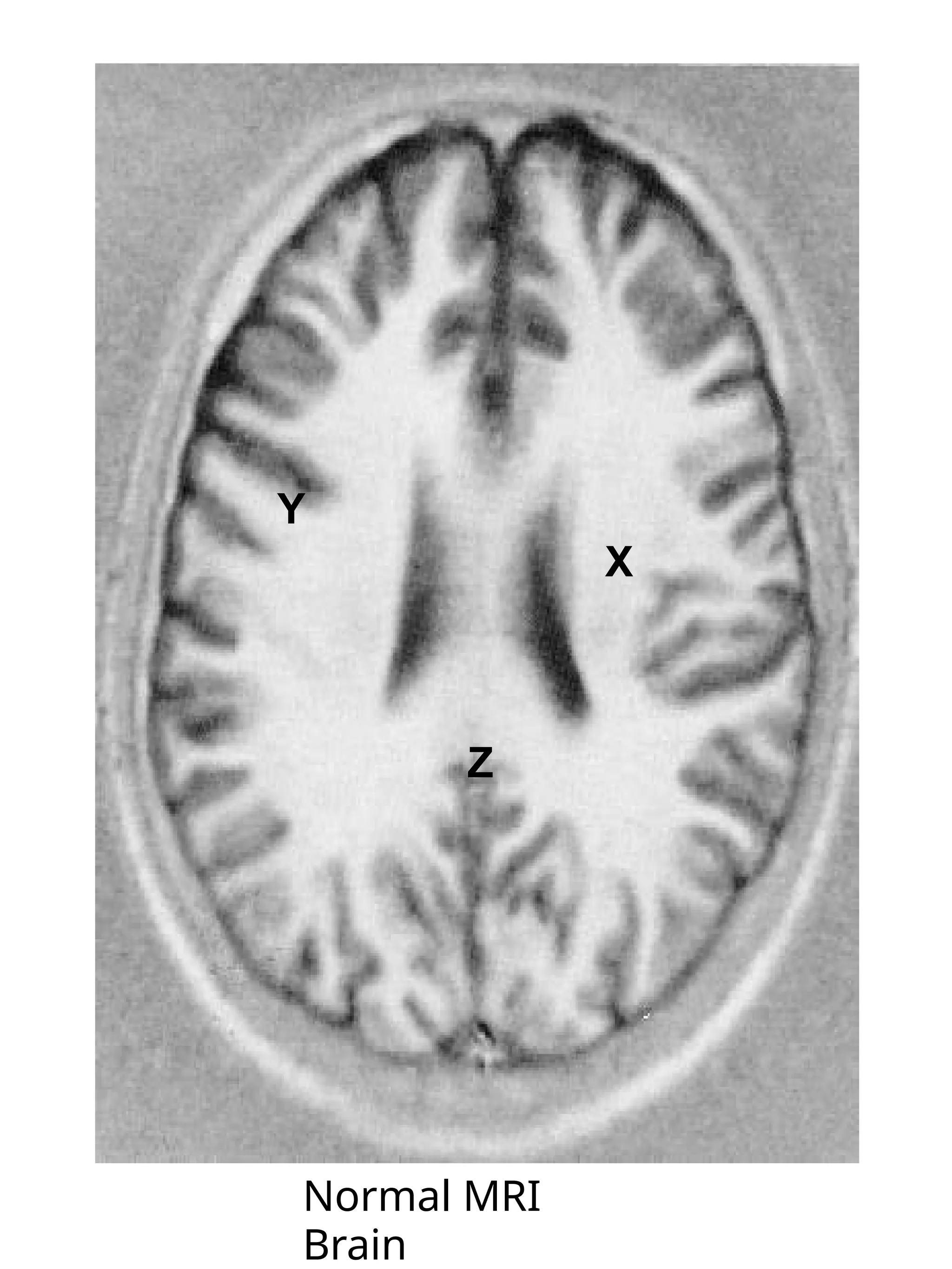 SECTIONAL ANATOMY -ASSESSMERNT 2019mi10.pptx