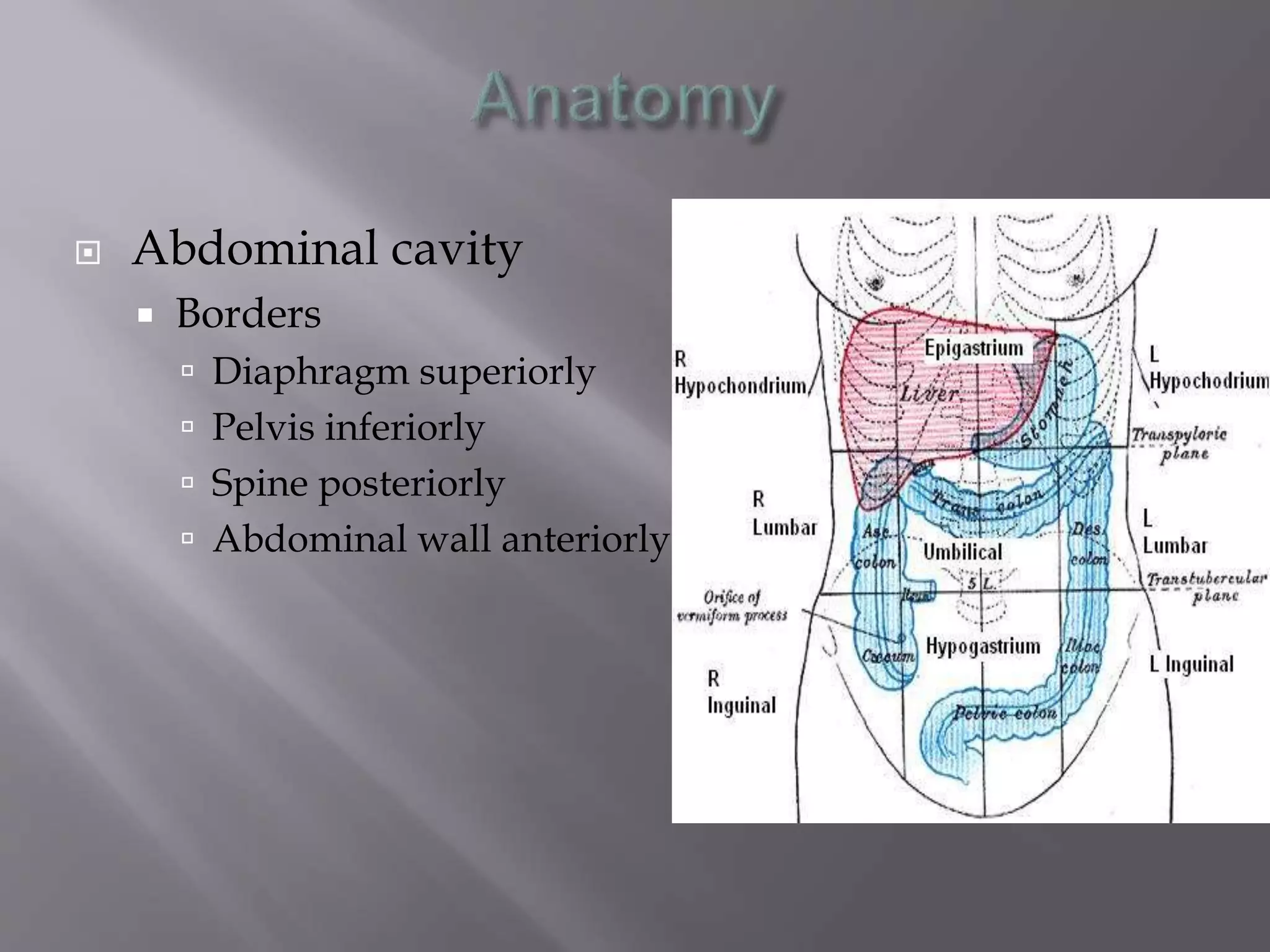 Sectional anatomy of abdomen | PPTX