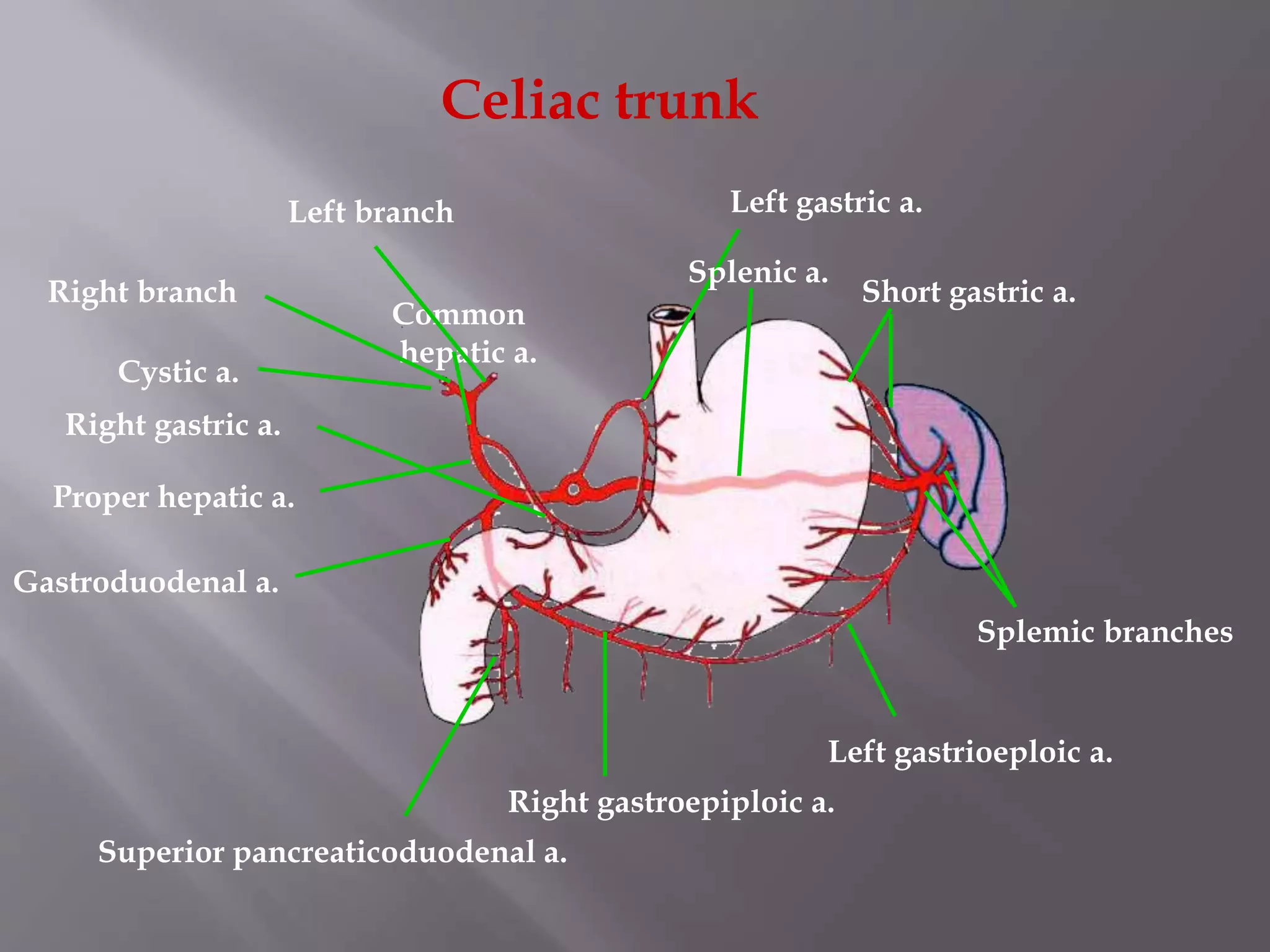 Sectional radio-anatomy of abdomen | PPTX