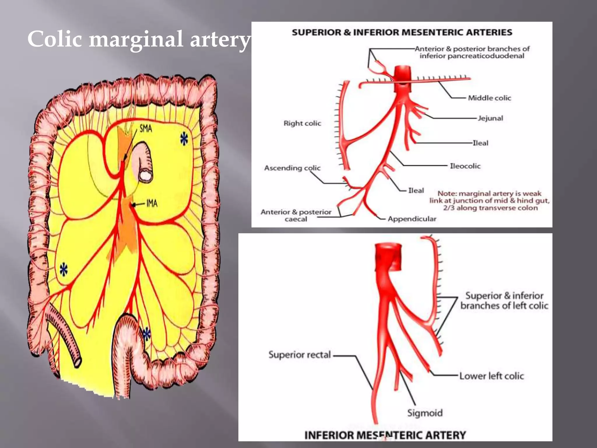 Sectional radio-anatomy of abdomen | PPTX