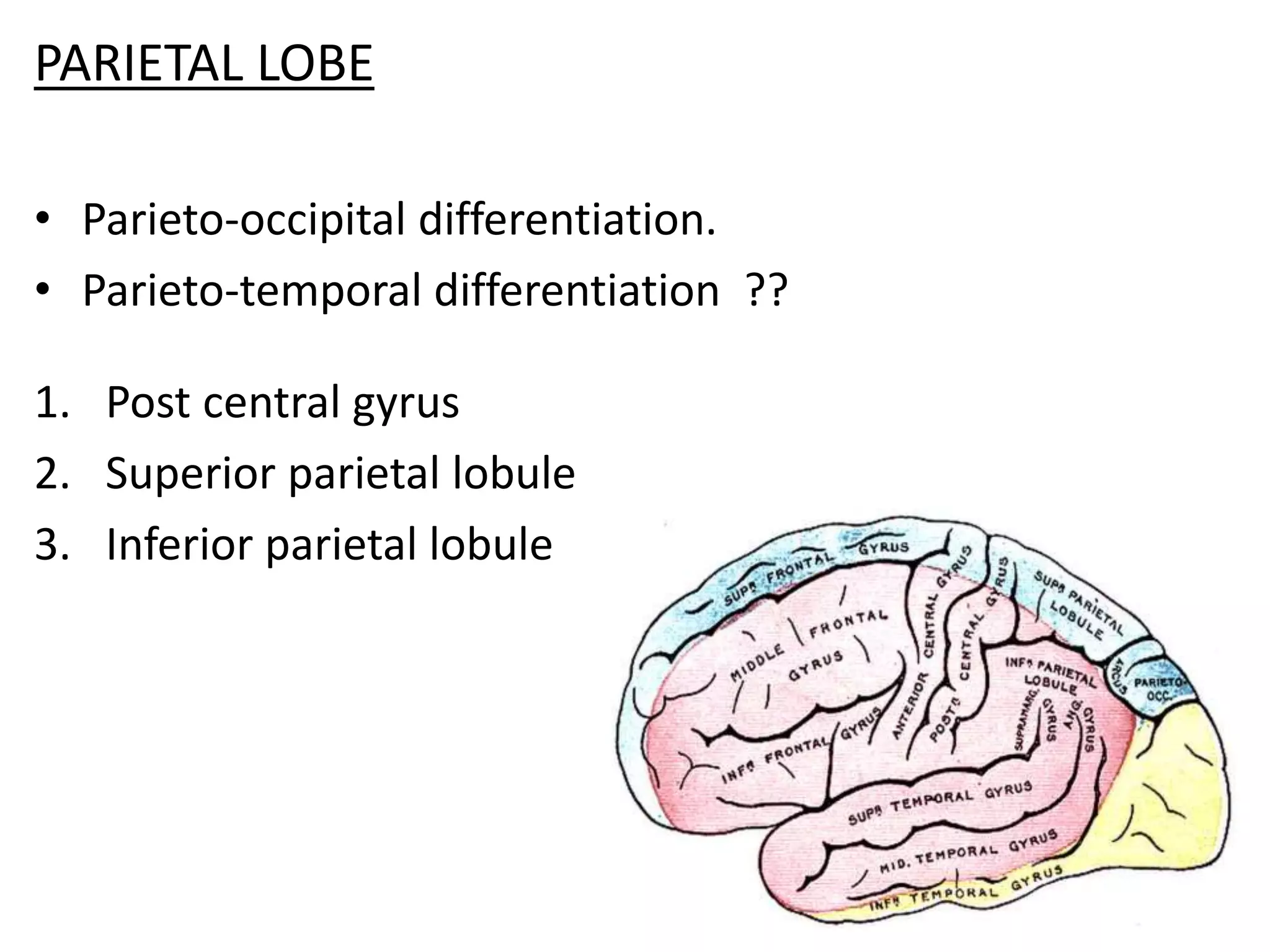 Sectional anatomy of brain part 1 | PPTX